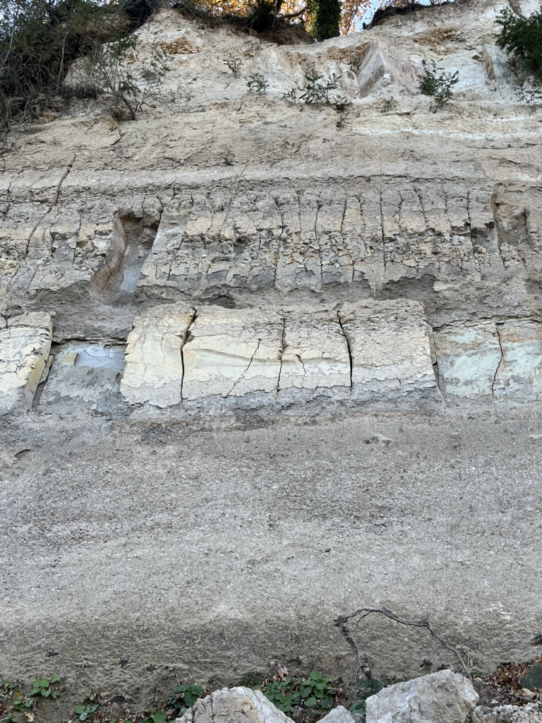 Calvert Cliffs (2024) – UMD Geology Club