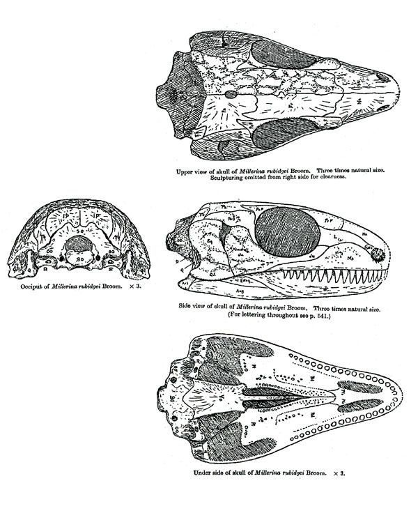 GEOL431 - Vertebrate Paleobiology