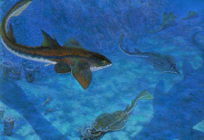 GEOL431 - Vertebrate Paleobiology