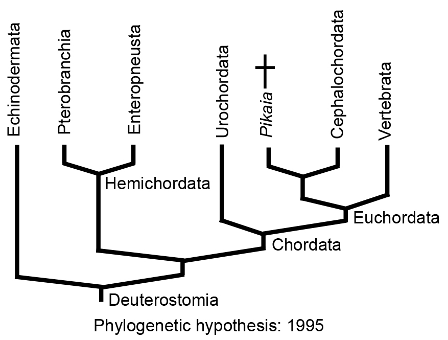 GEOL431 - Vertebrate Paleobiology