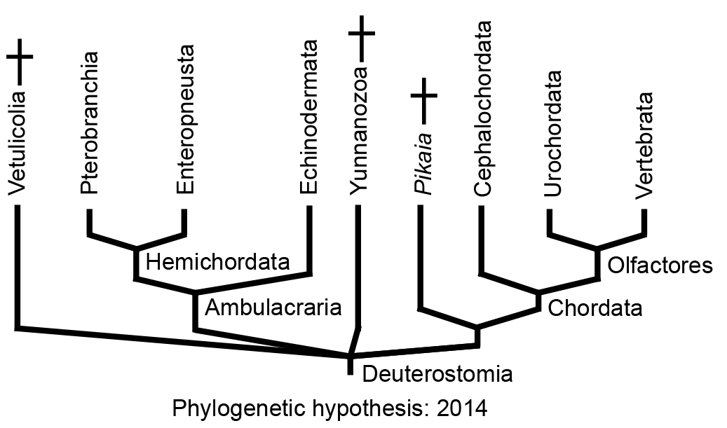 GEOL431 - Vertebrate Paleobiology