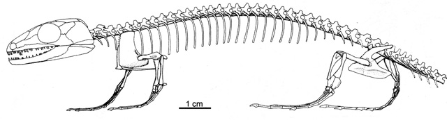 GEOL431 - Vertebrate Paleobiology